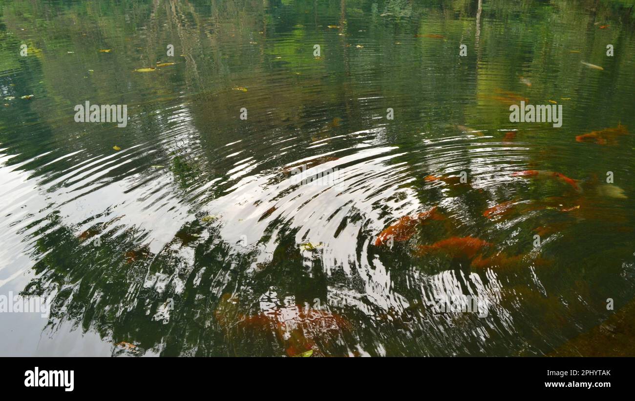Koi fish in the splash clear water lake Stock Photo - Alamy