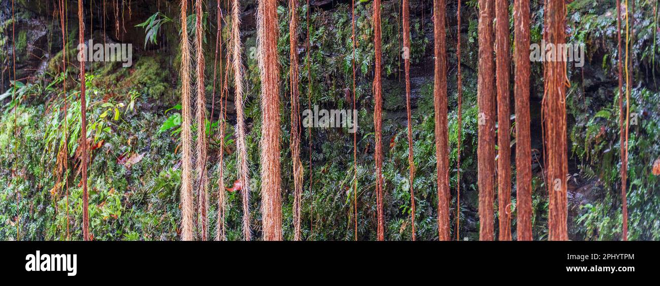 Hanging roots and vertical rock walls at Sussuapara Canyon in Jalapao ...