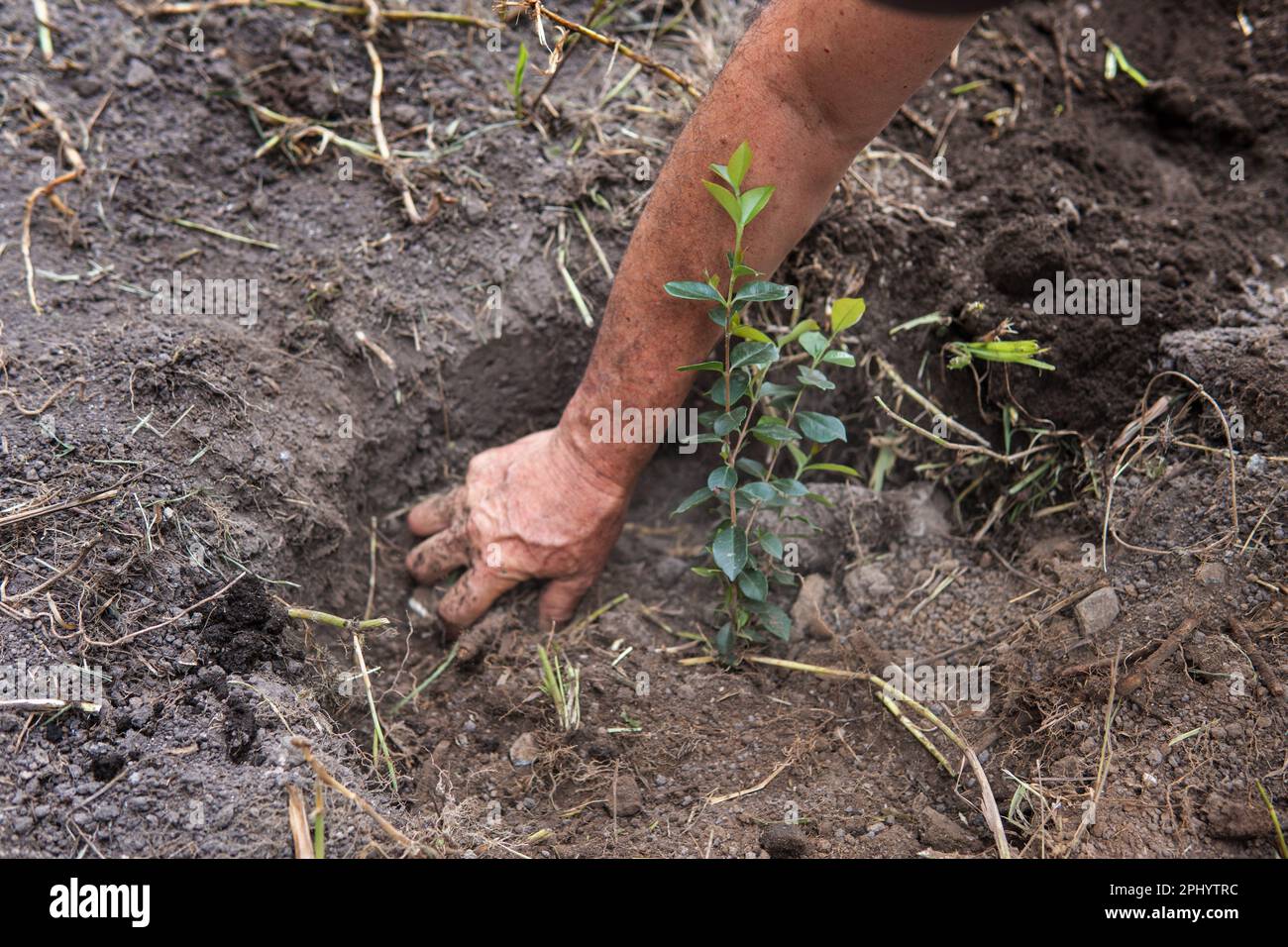 Hand of a senior woman planting an acacia tree Stock Photo - Alamy