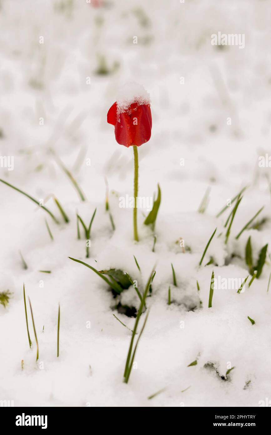 Tulip in the snow Stock Photo - Alamy
