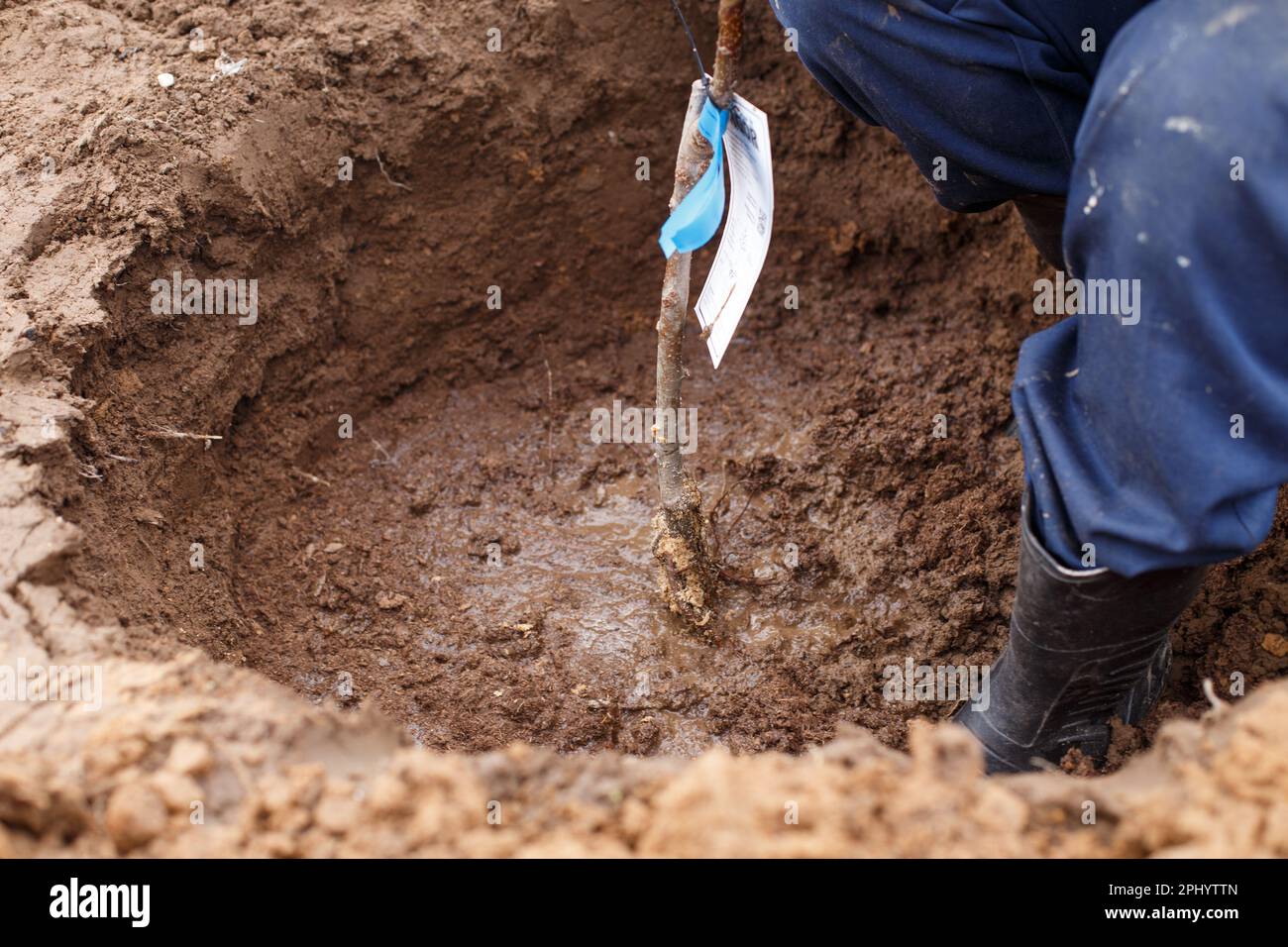 Men planting tree in hi-res stock photography and images - Alamy