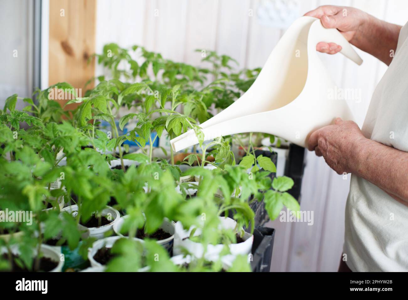 Watering young tomato seedlings water hi-res stock photography and ...
