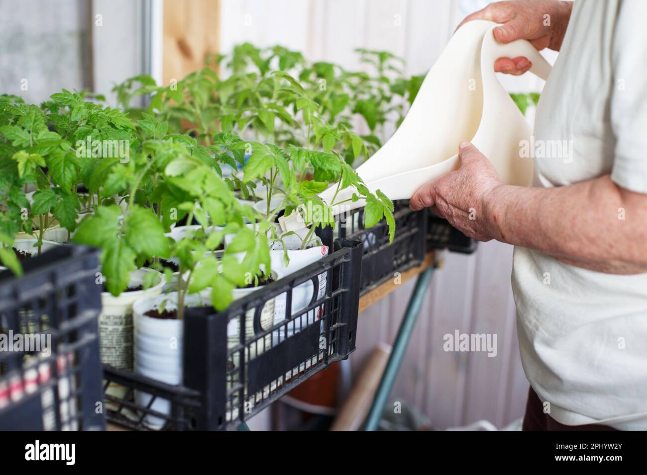 Watering young tomato seedlings water hi-res stock photography and ...