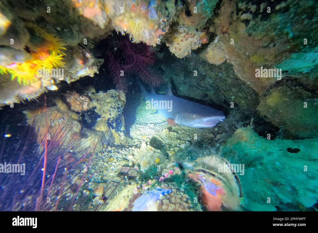 Close-up of a whitetip shark in a cave, surrounded by colorful corals ...