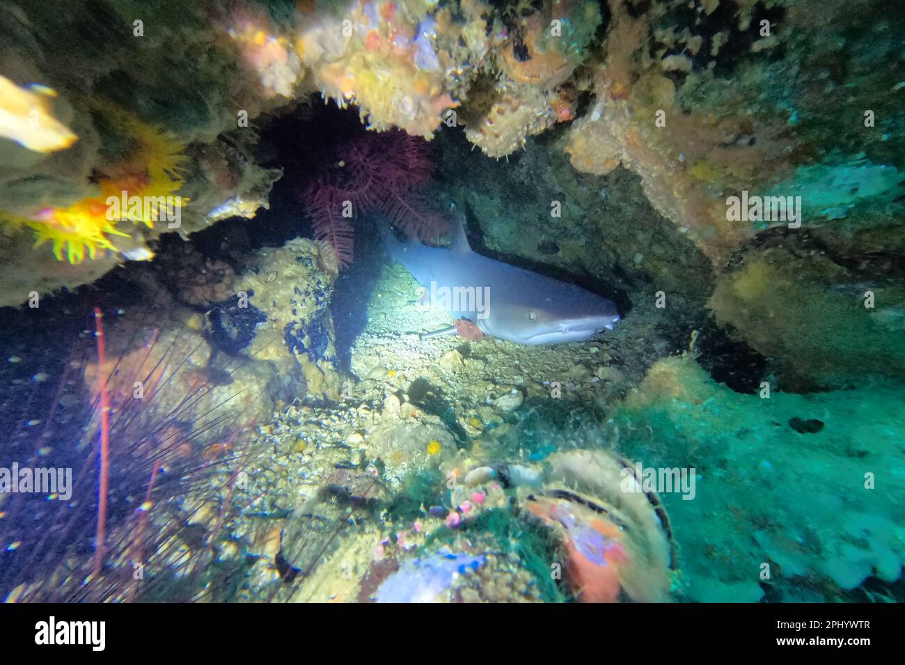 Close-up of a whitetip shark in a cave, surrounded by colorful corals ...