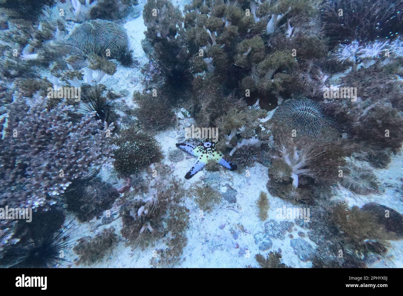 A Knotted Roller Starfish on a sandy, sunlit seabed on Malapascua ...