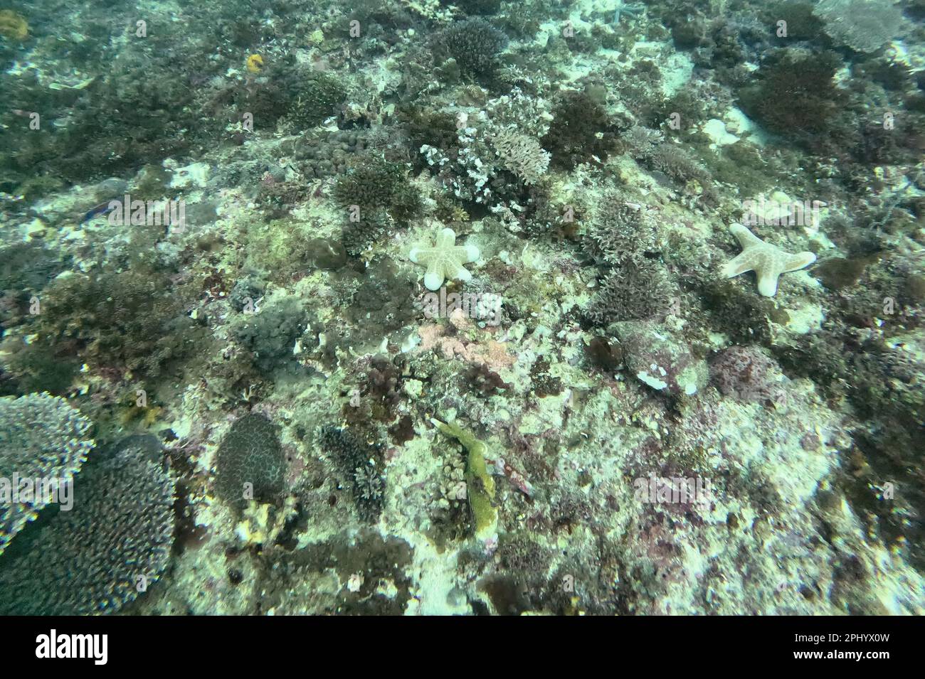 Roller Starfishes on a sandy, sunlit seabed on Malapascua Island in the ...