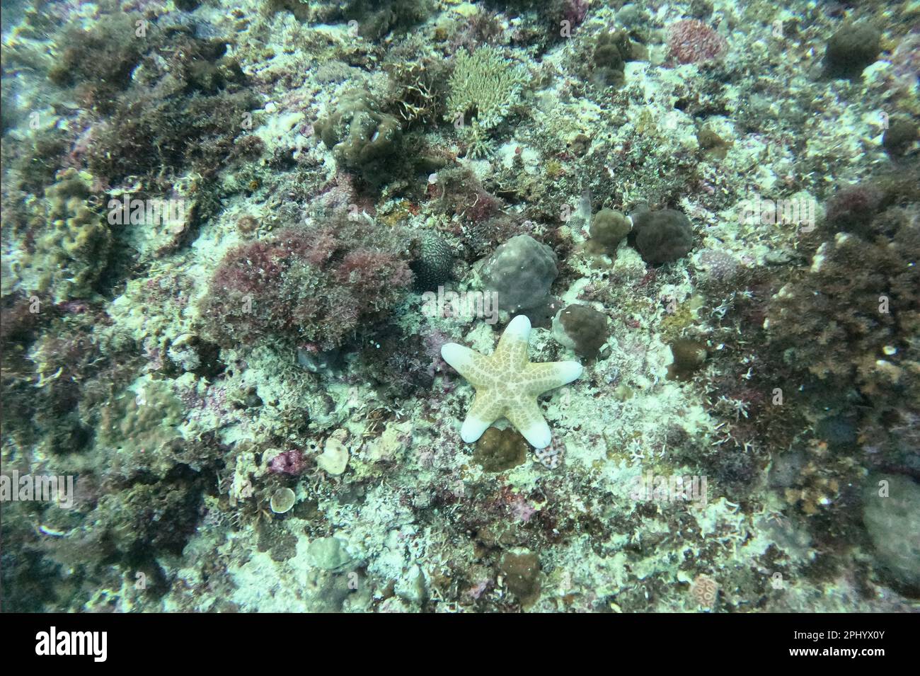 A Roller Starfish on a sandy, sunlit seabed on Malapascua Island in the ...