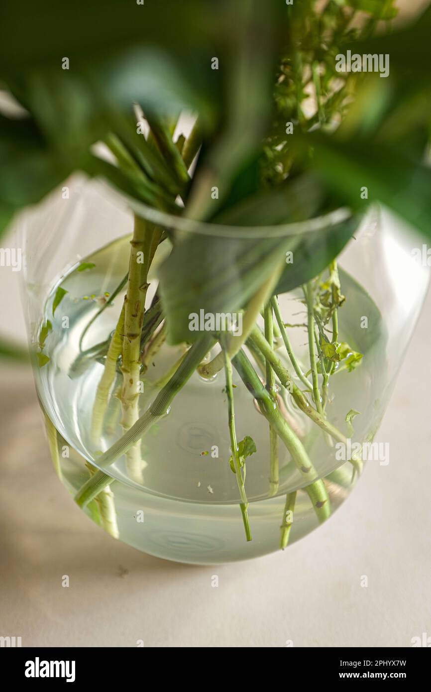 Flower stalks in water in transparent glass vase in flower shop Stock ...
