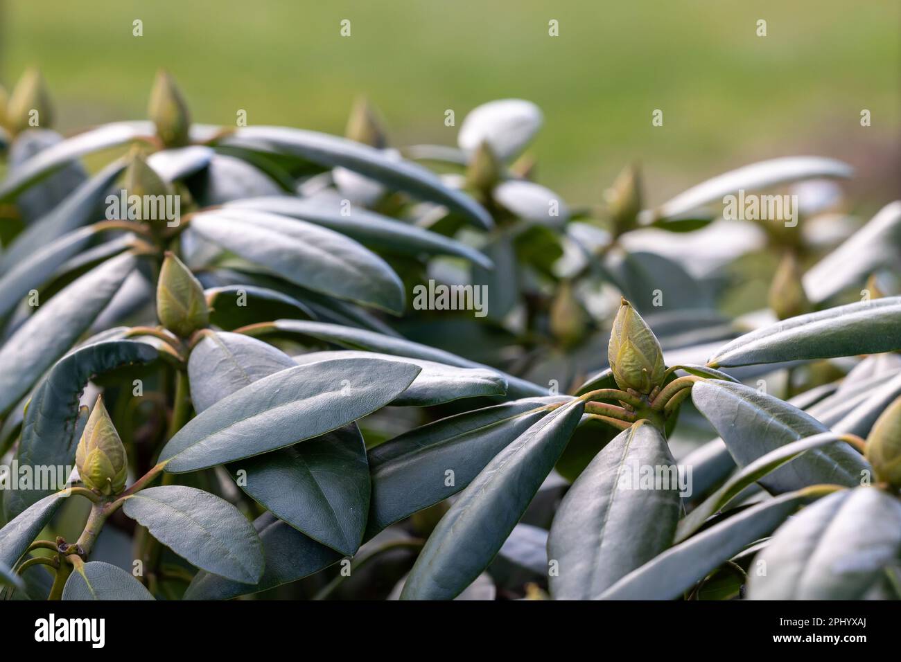 green buds of rhododendron growing in the garden. Close-up of leaves ...