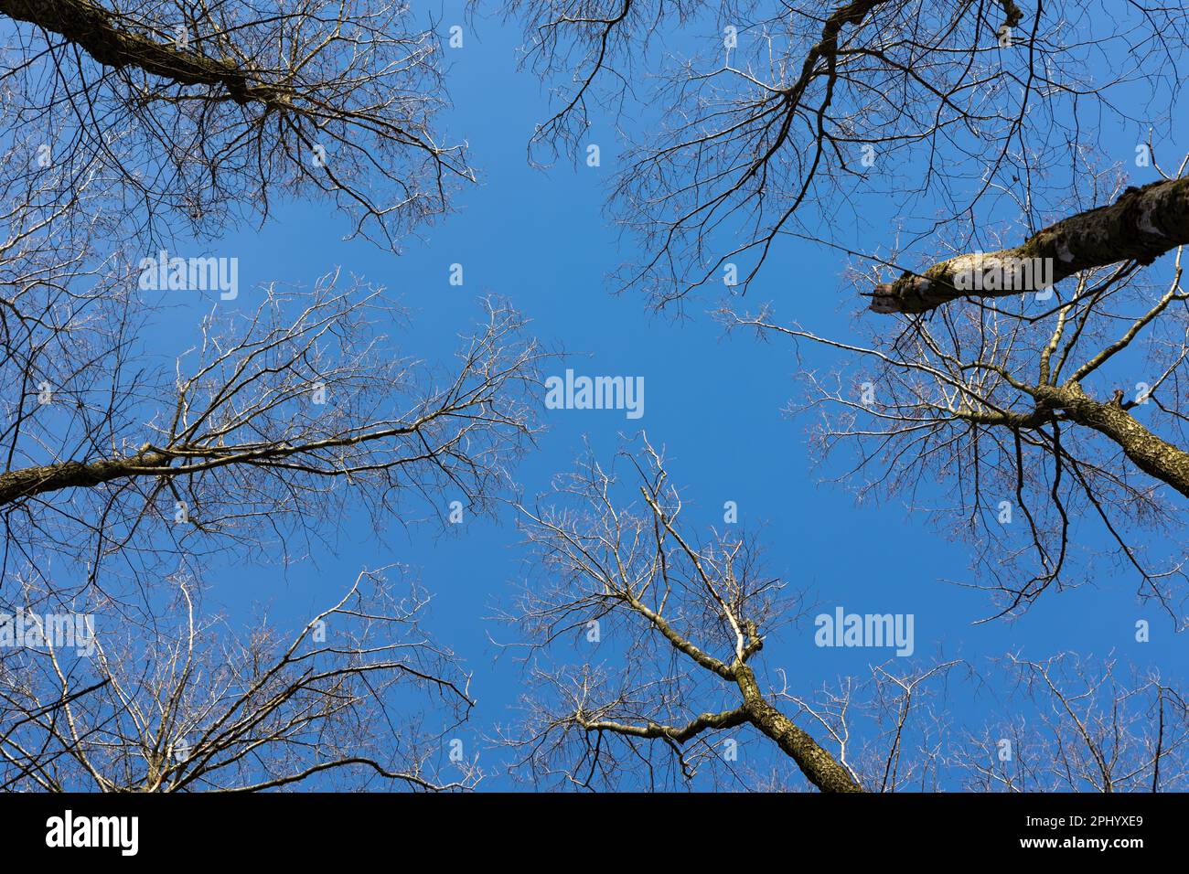 Looking up at the treetops against the blue sky. Branches without ...
