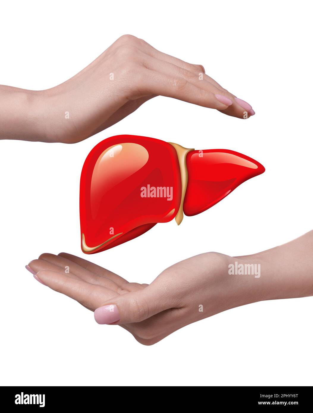Woman holding hands around illustration of liver on white background ...