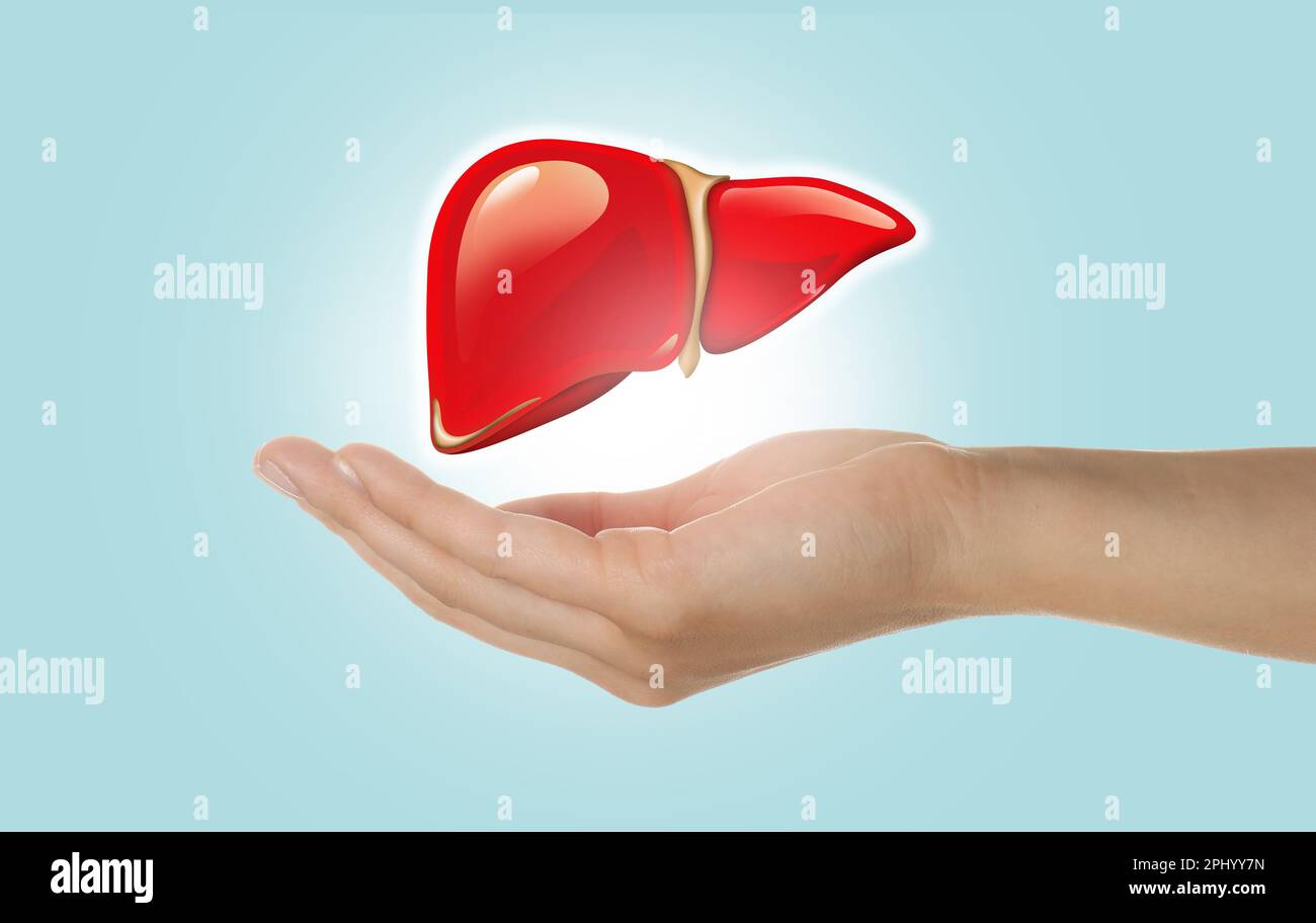 Woman and illustration of liver on light blue background, closeup Stock ...