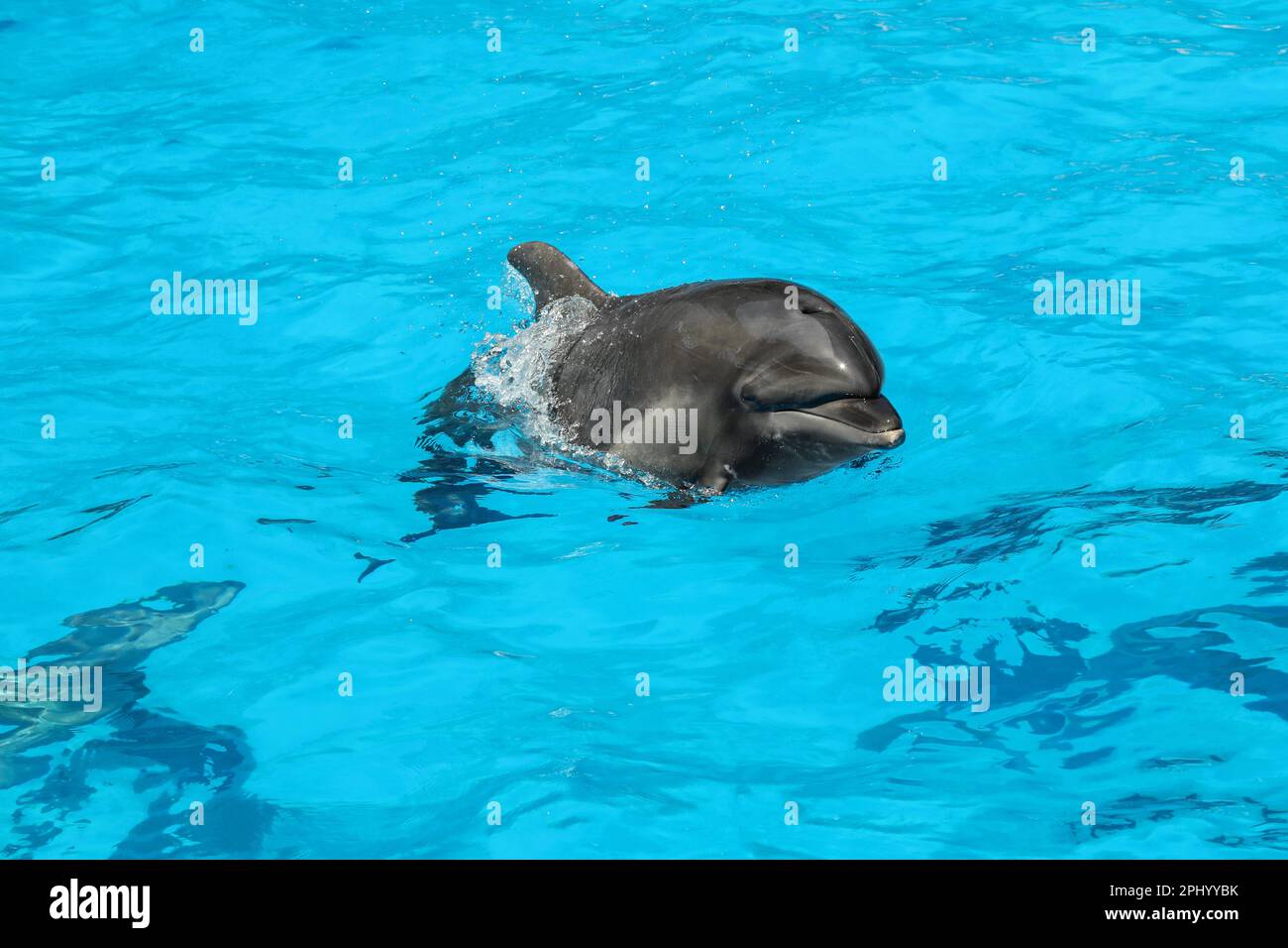 Dolphin swimming in pool at marine mammal park Stock Photo - Alamy