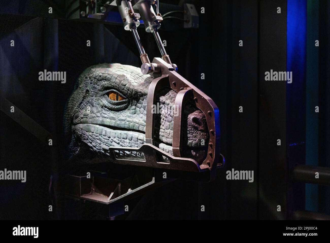 Cologne, Germany. 30th Mar, 2023. A replica of a muzzled raptor is on ...