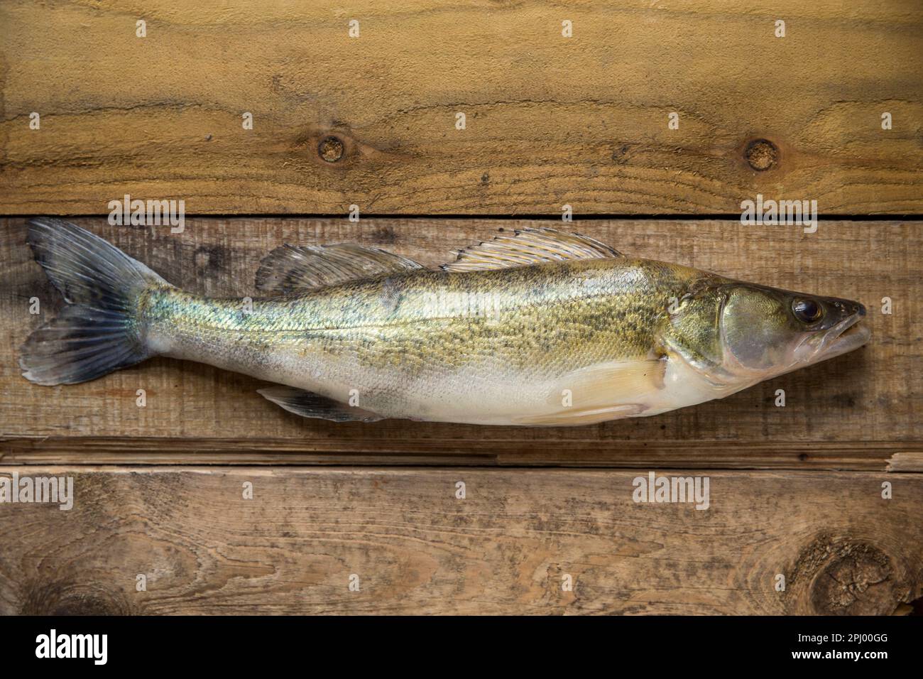 A single Zander on a wooden background. Zander were introduced into the ...