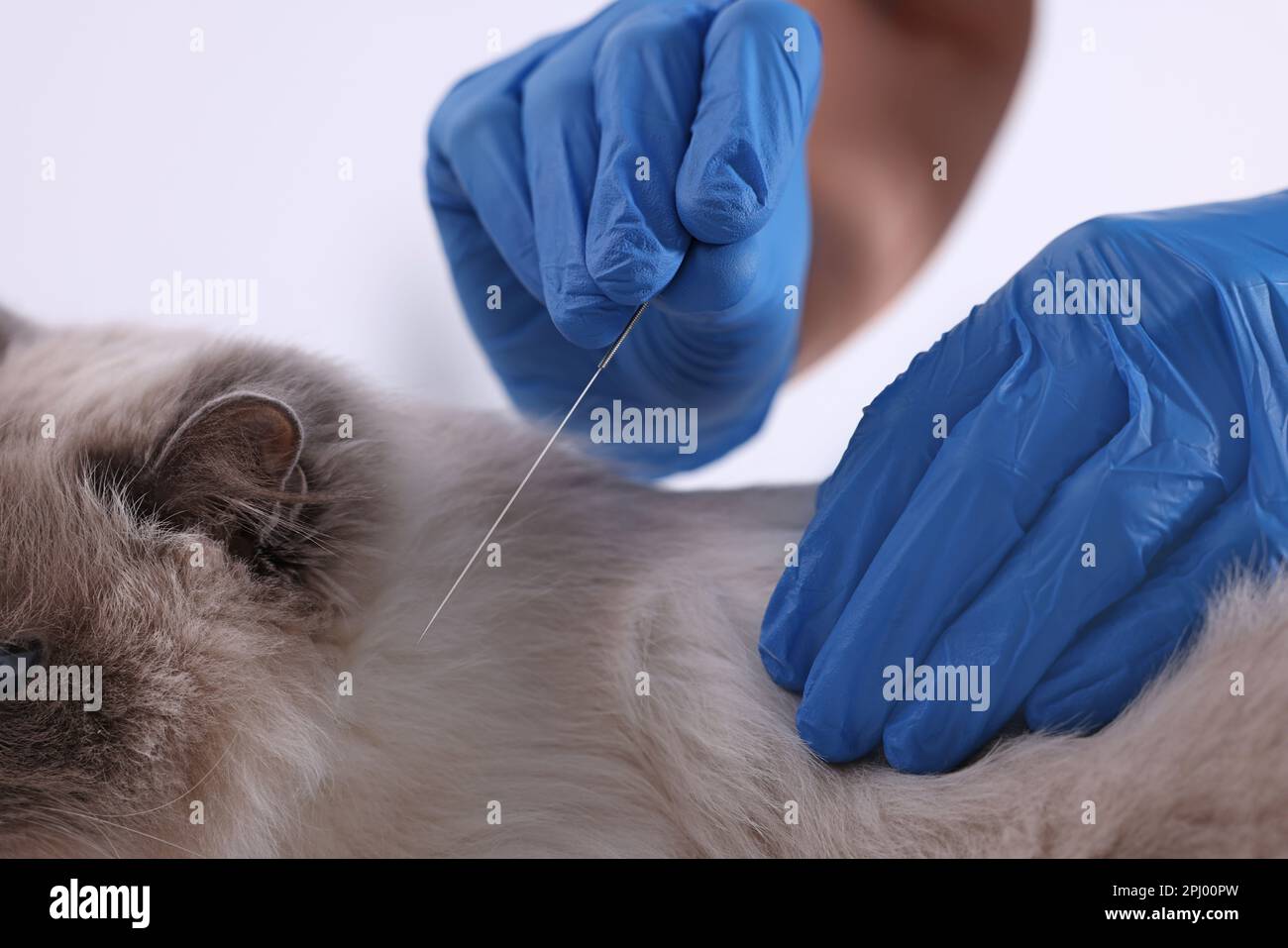 Veterinary holding acupuncture needle near cat's neck on white ...