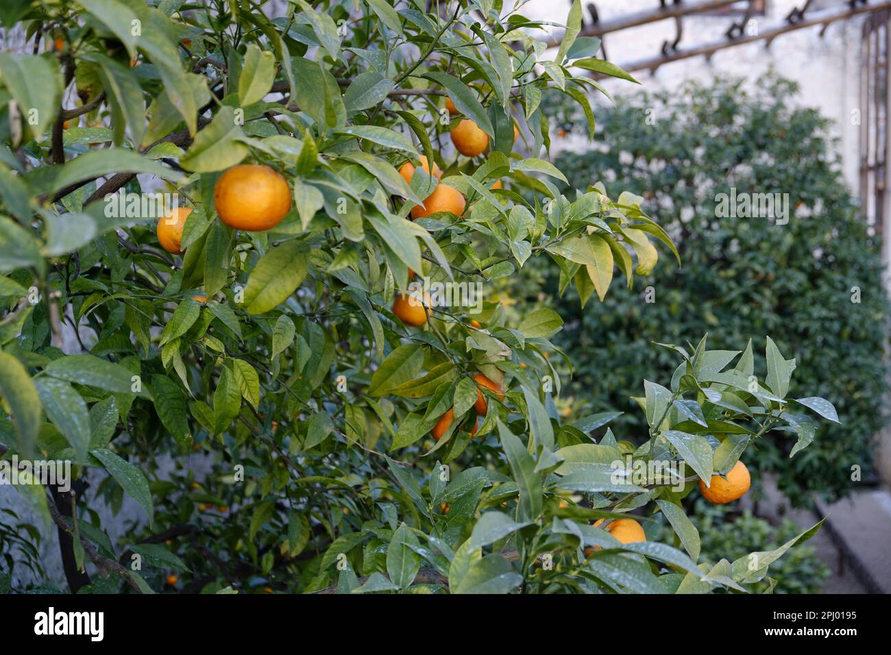 Limone, Lake Garda, Italy, Europe, the view of a limonaia (Lemon and ...