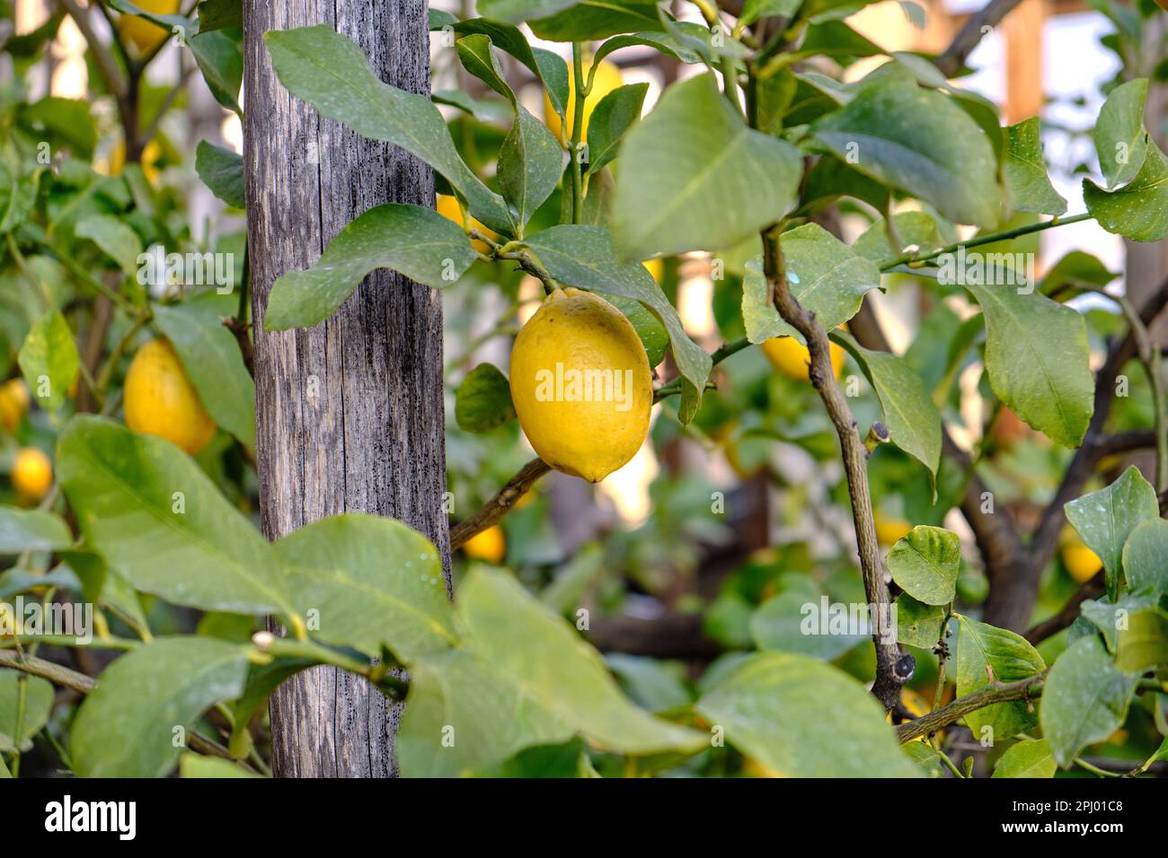 Lemon tree grove in Limone del Garda with Lake Garda in the background ...