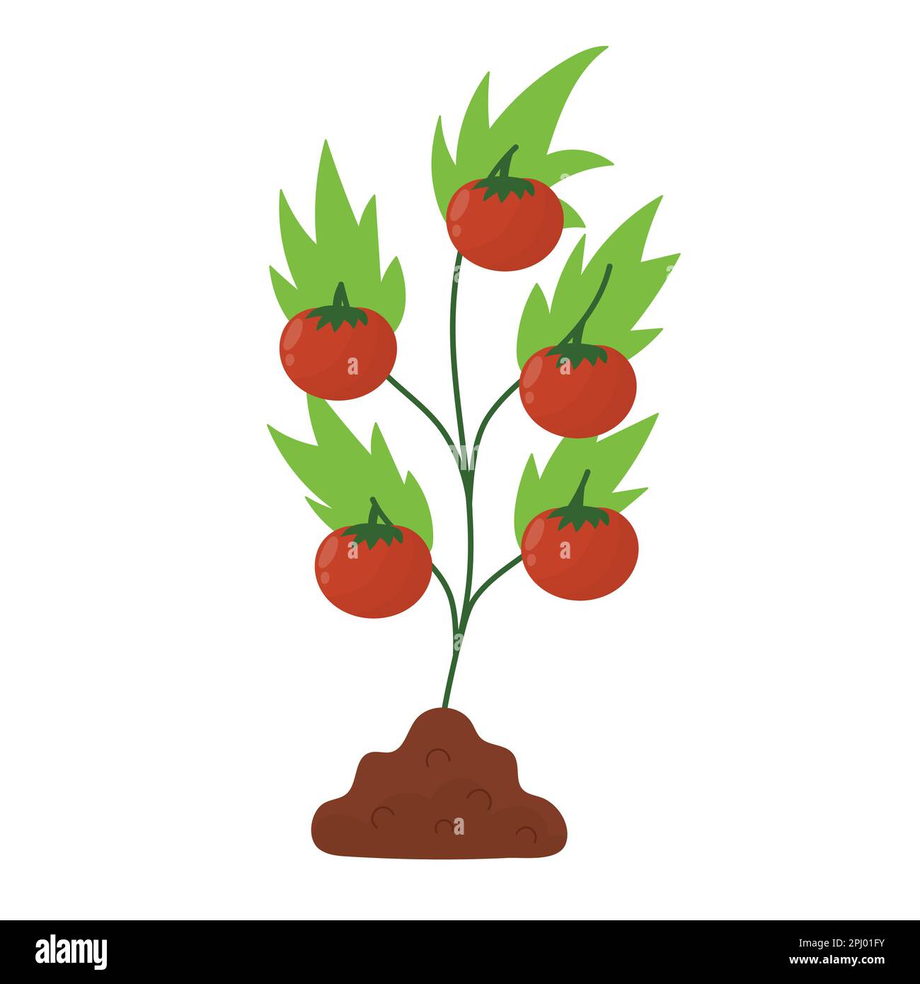 Tomato plant in the soil. Farm planting process with ripe tomatoes in ...