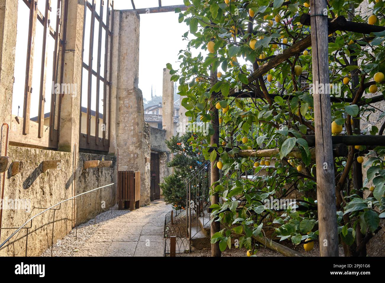 Lemon tree grove in Limone del Garda with Lake Garda in the background ...