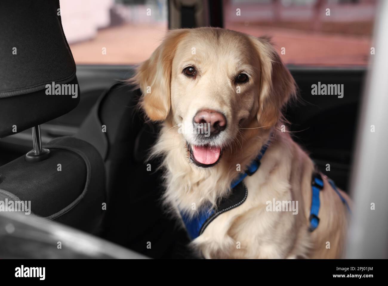 Cute labrador retriever in car. Adorable pet Stock Photo - Alamy
