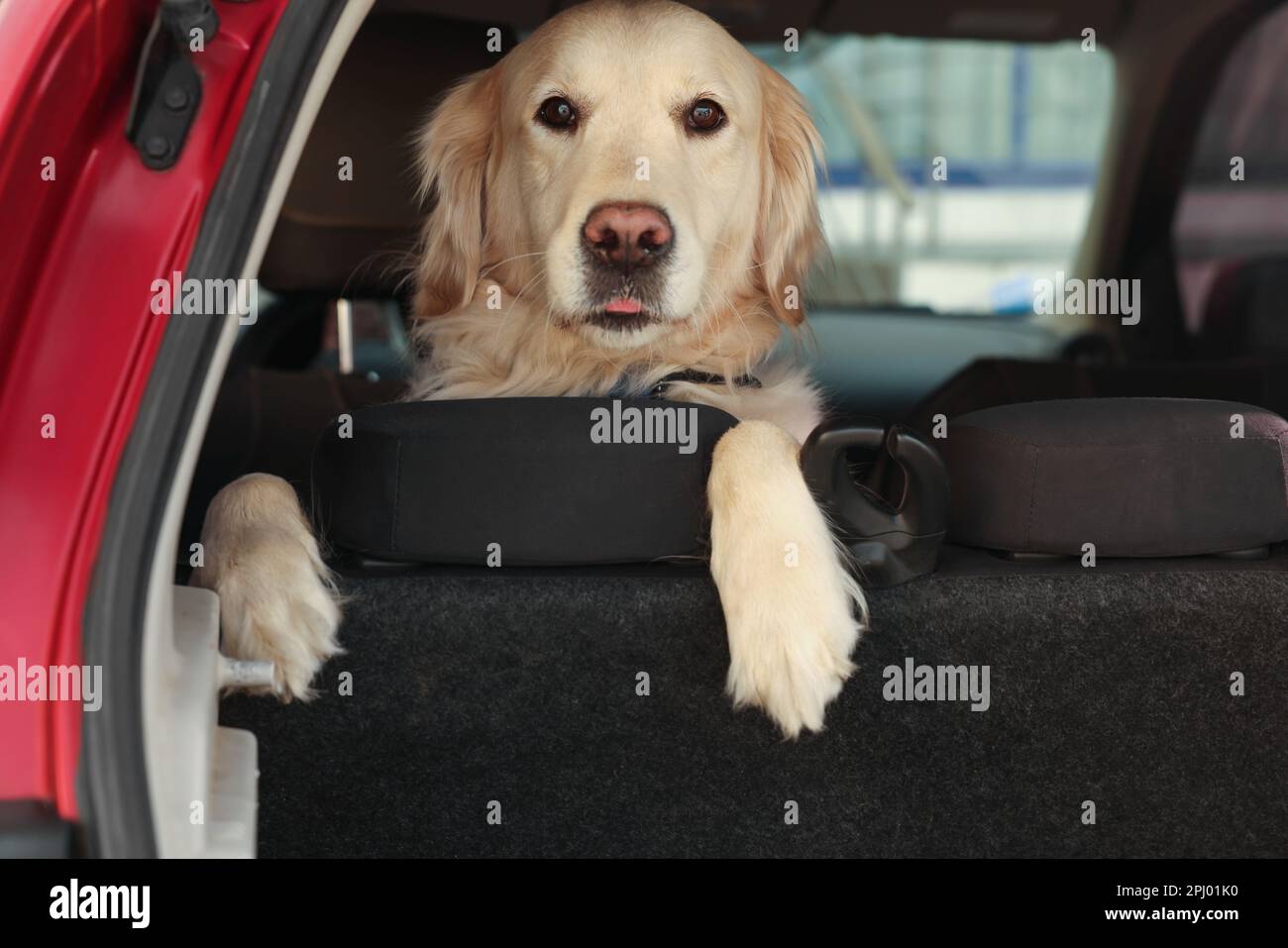 Cute labrador retriever in car. Adorable pet Stock Photo - Alamy