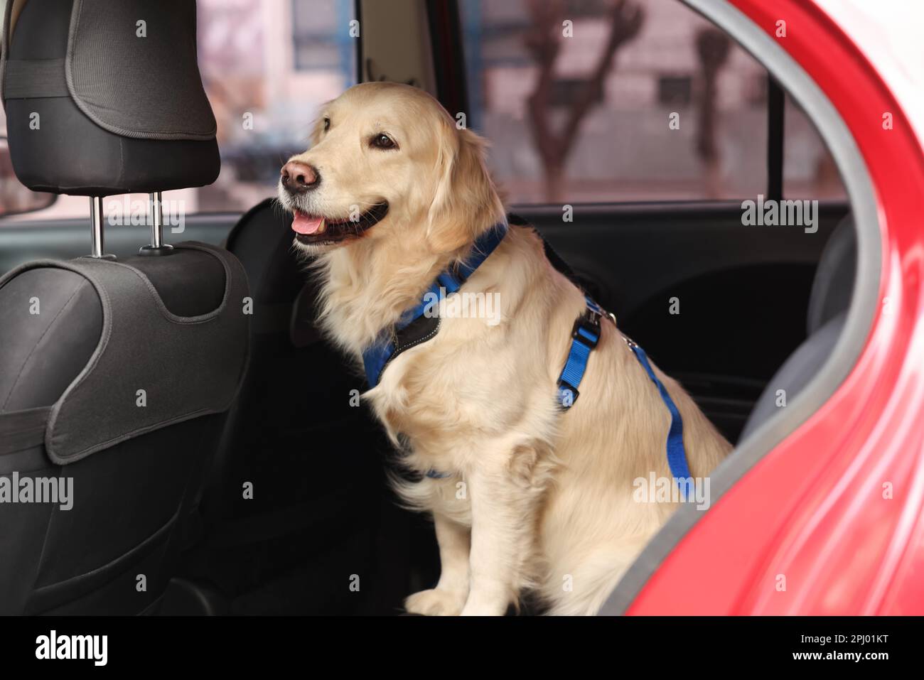 Cute labrador retriever in car. Adorable pet Stock Photo - Alamy