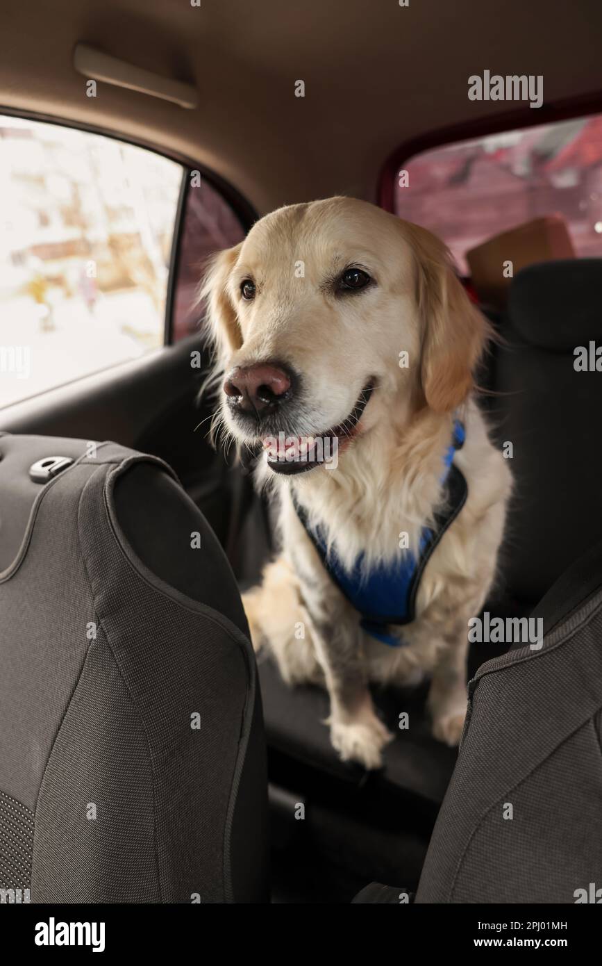 Cute labrador retriever in car. Adorable pet Stock Photo - Alamy