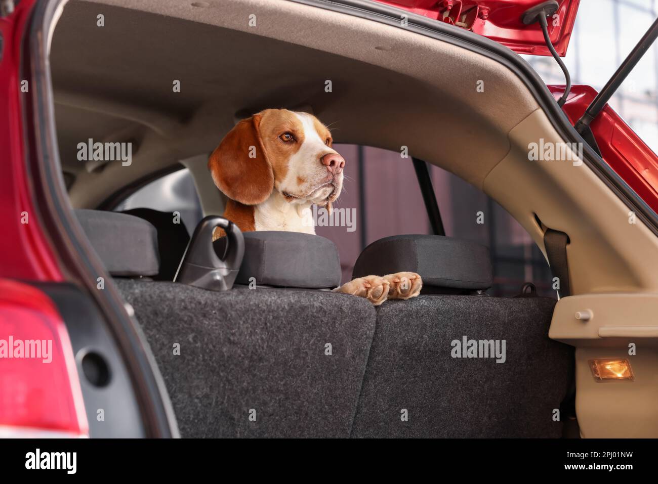 Cute Beagle dog in car. Adorable pet Stock Photo - Alamy