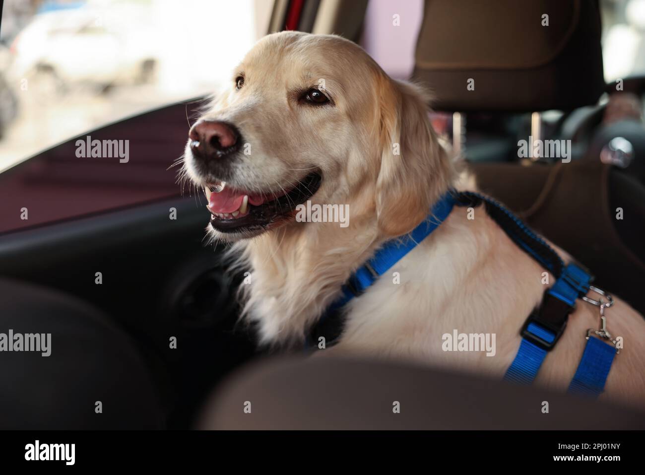 Cute labrador retriever in car. Adorable pet Stock Photo - Alamy