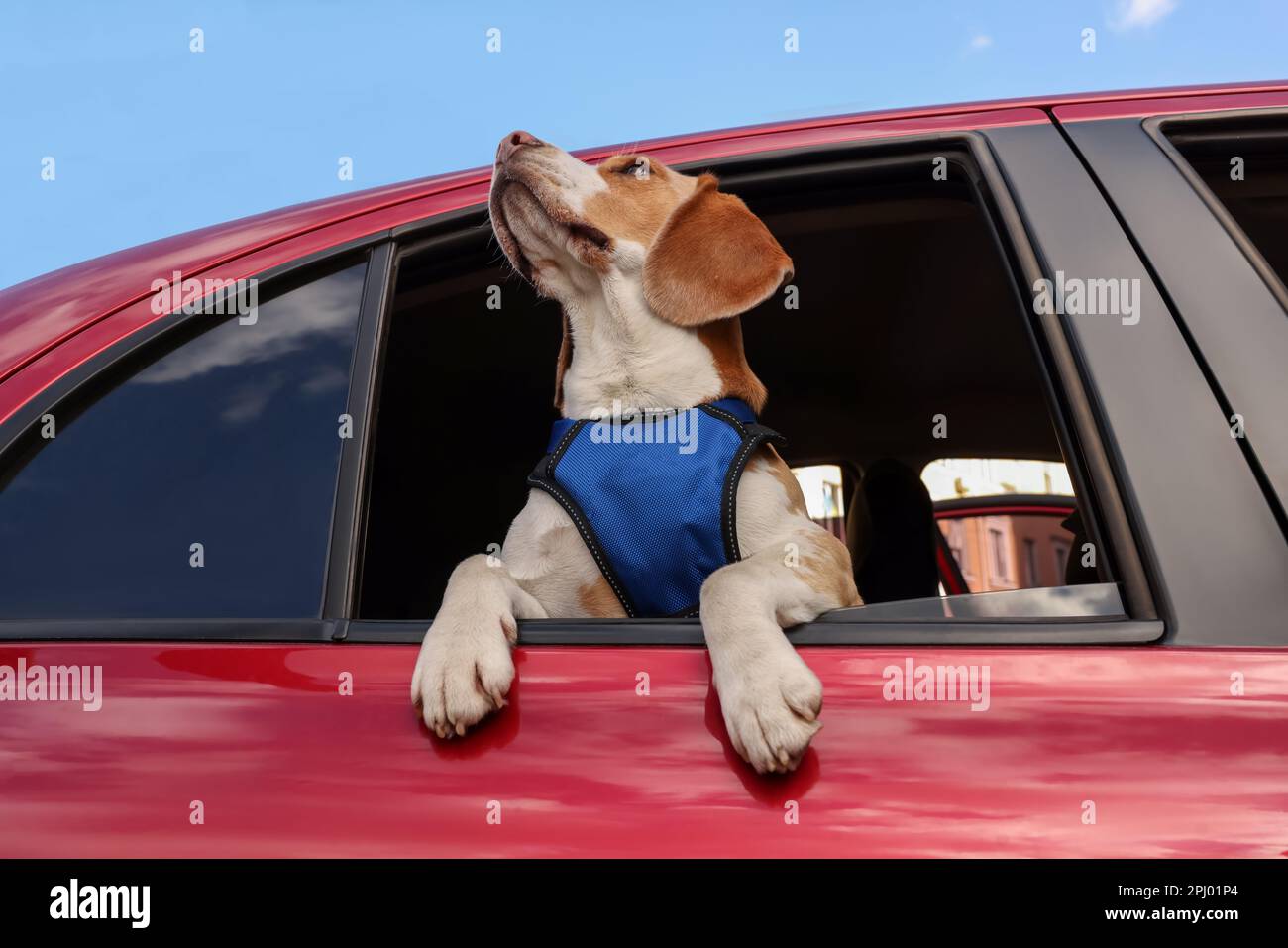 Cute Beagle dog peeking out car window Stock Photo - Alamy