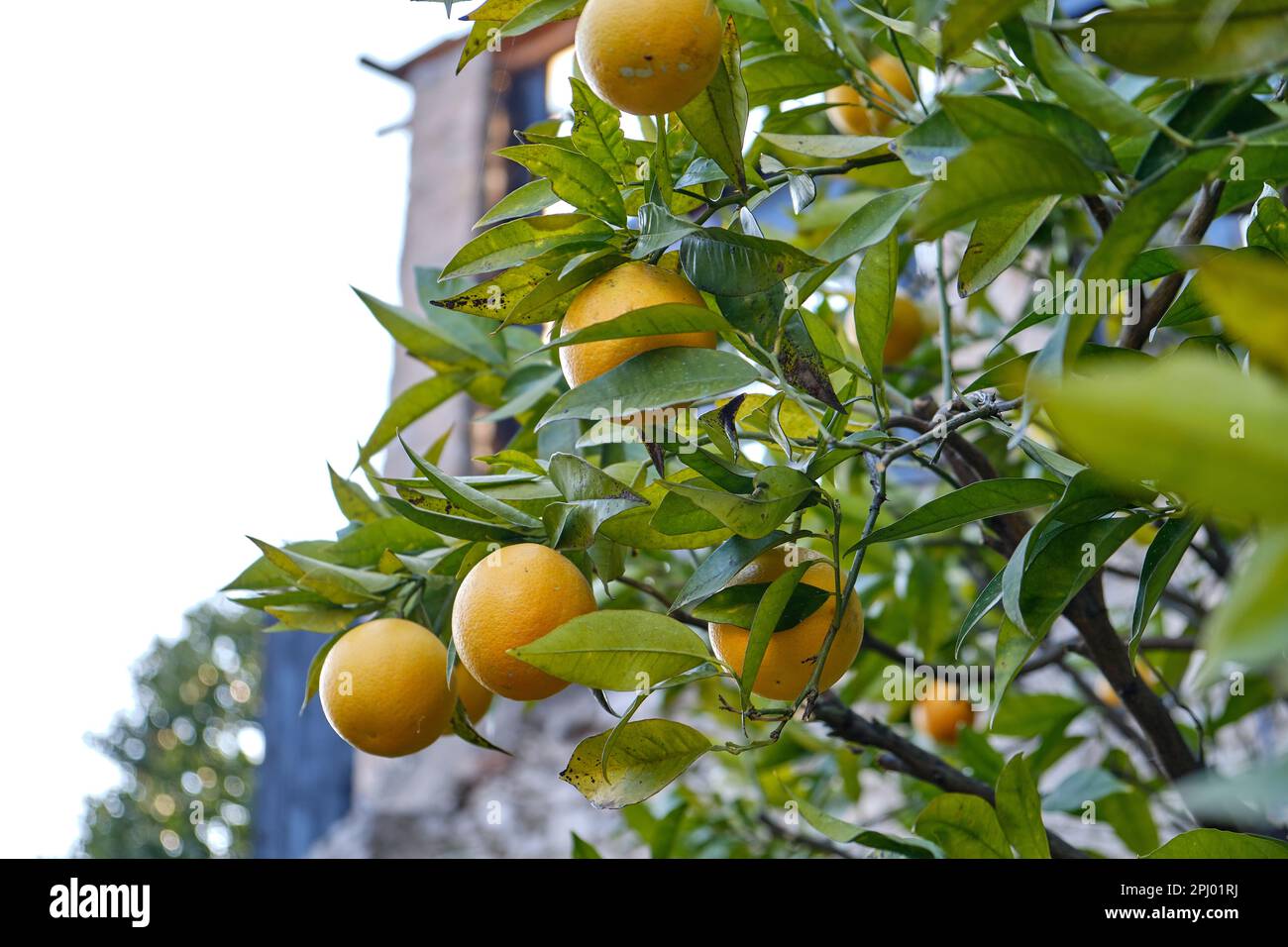 Lemon tree grove in Limone del Garda with Lake Garda in the background ...