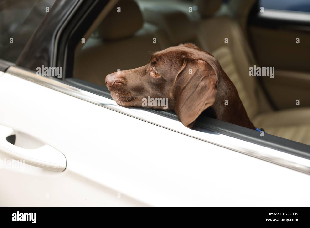 Cute German Shorthaired Pointer dog peeking out window while waiting ...