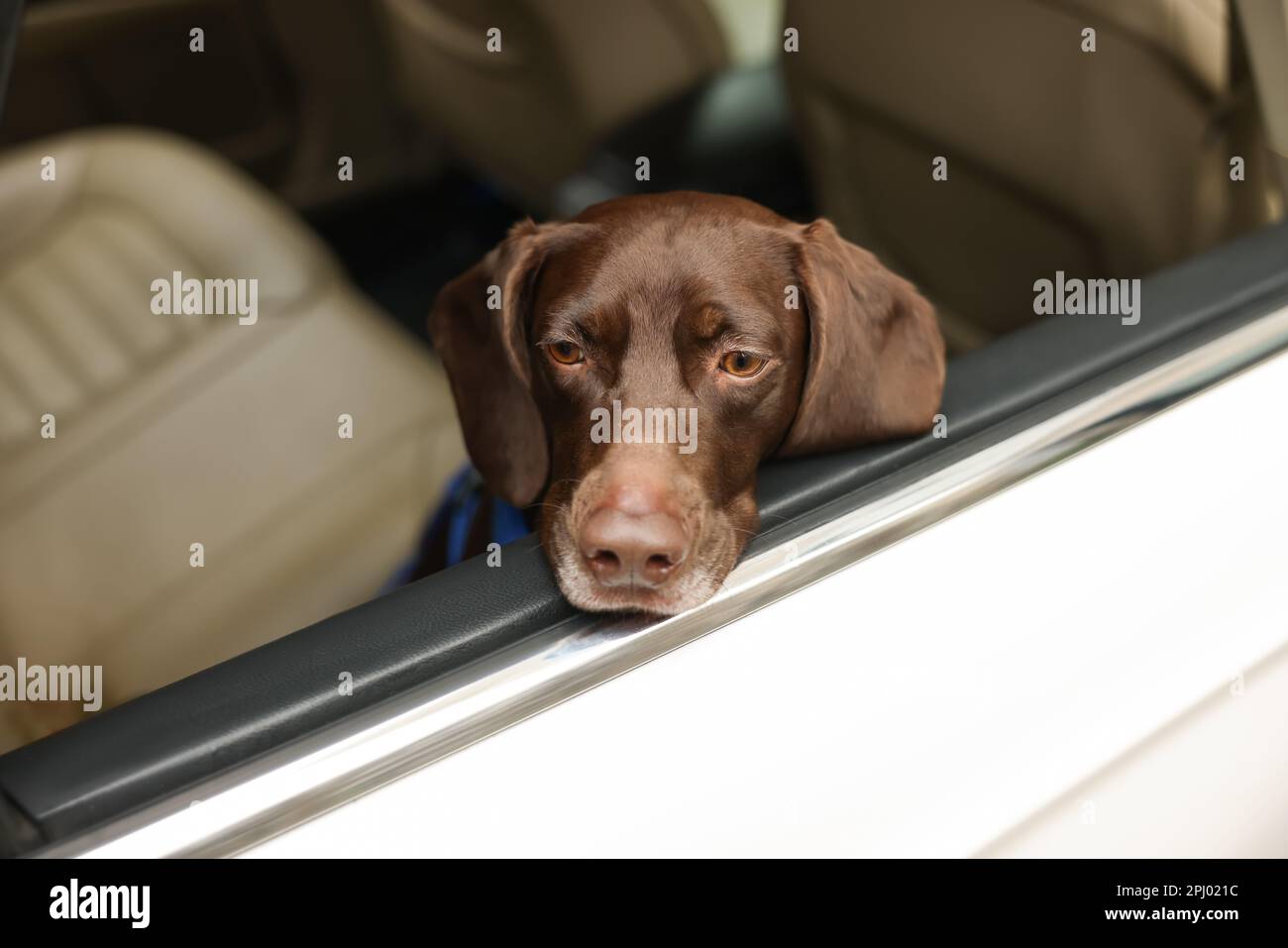 Cute German Shorthaired Pointer dog peeking out window while waiting ...