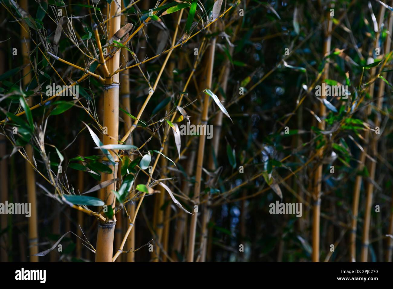 Beautiful bamboo plants with lush green leaves growing outdoors ...