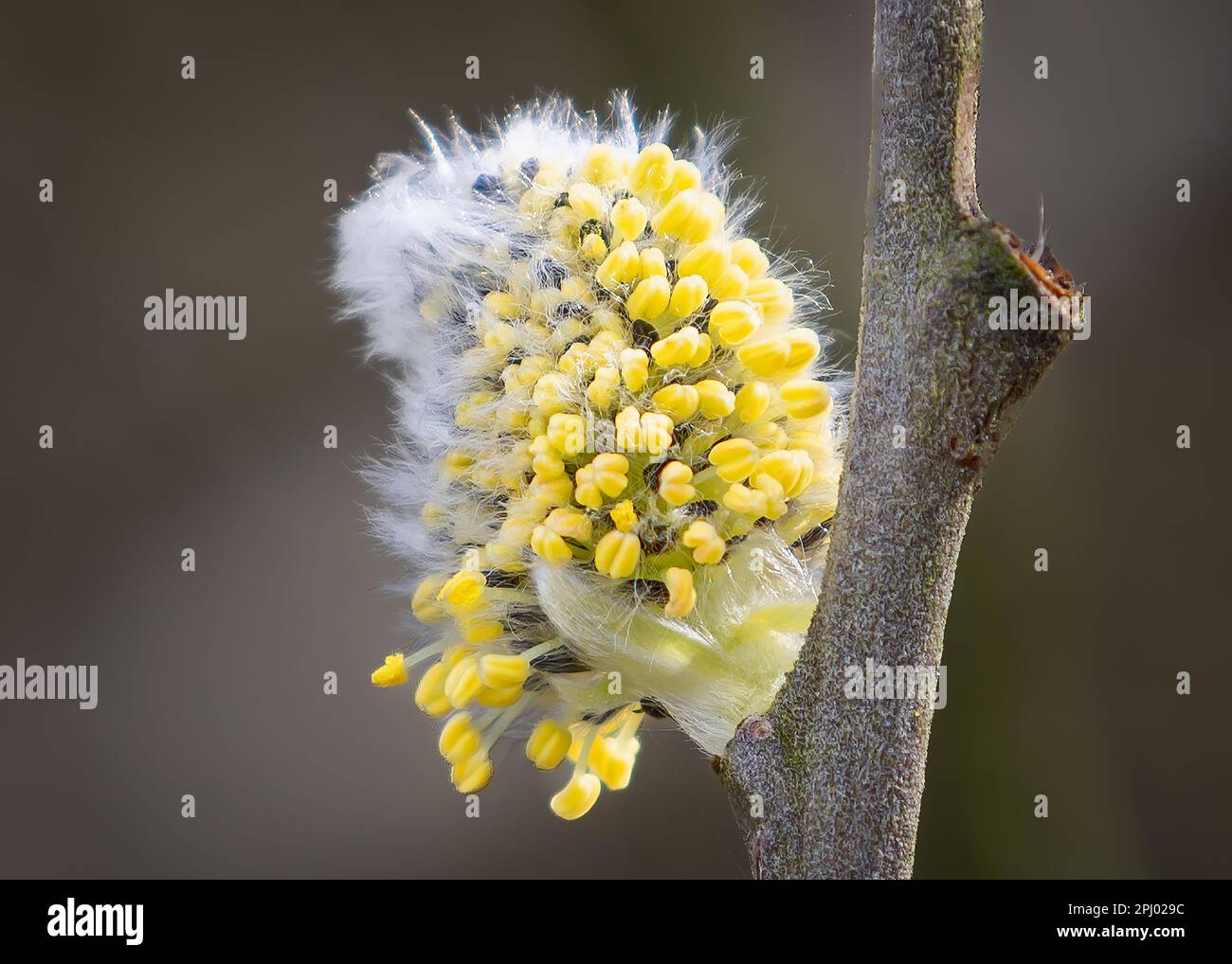 The beautiful yellow flowering catkins on the willow tree in early ...