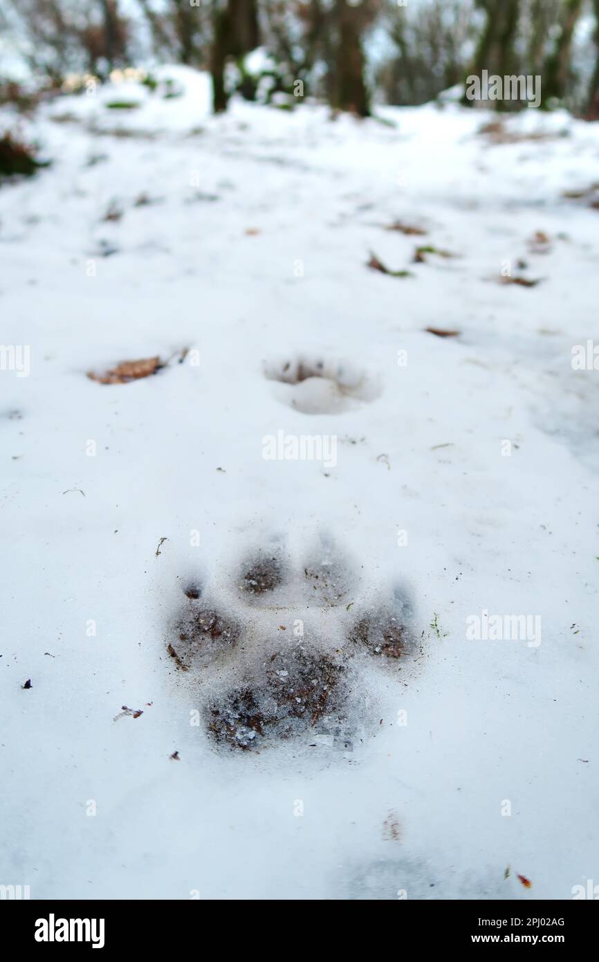 A scenic winter view of a pathway blanketed in snow, with paw prints ...