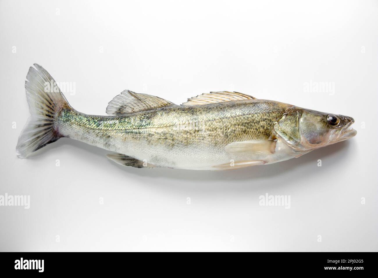 Zander were introduced into the UK in the 19th century. They are a ...