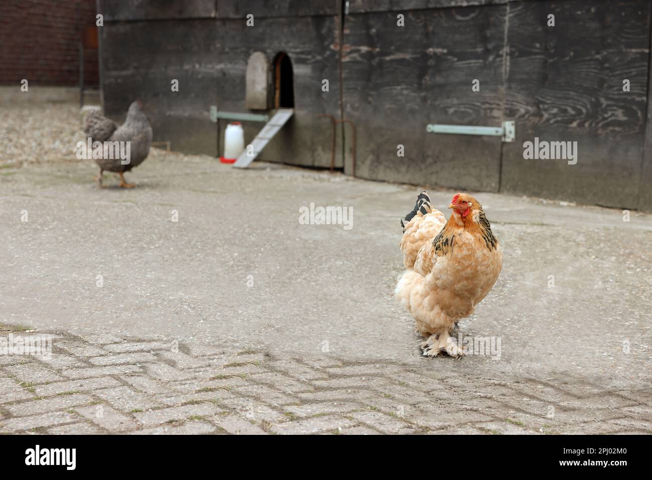 Chickens with colorful plumage hi-res stock photography and images - Alamy