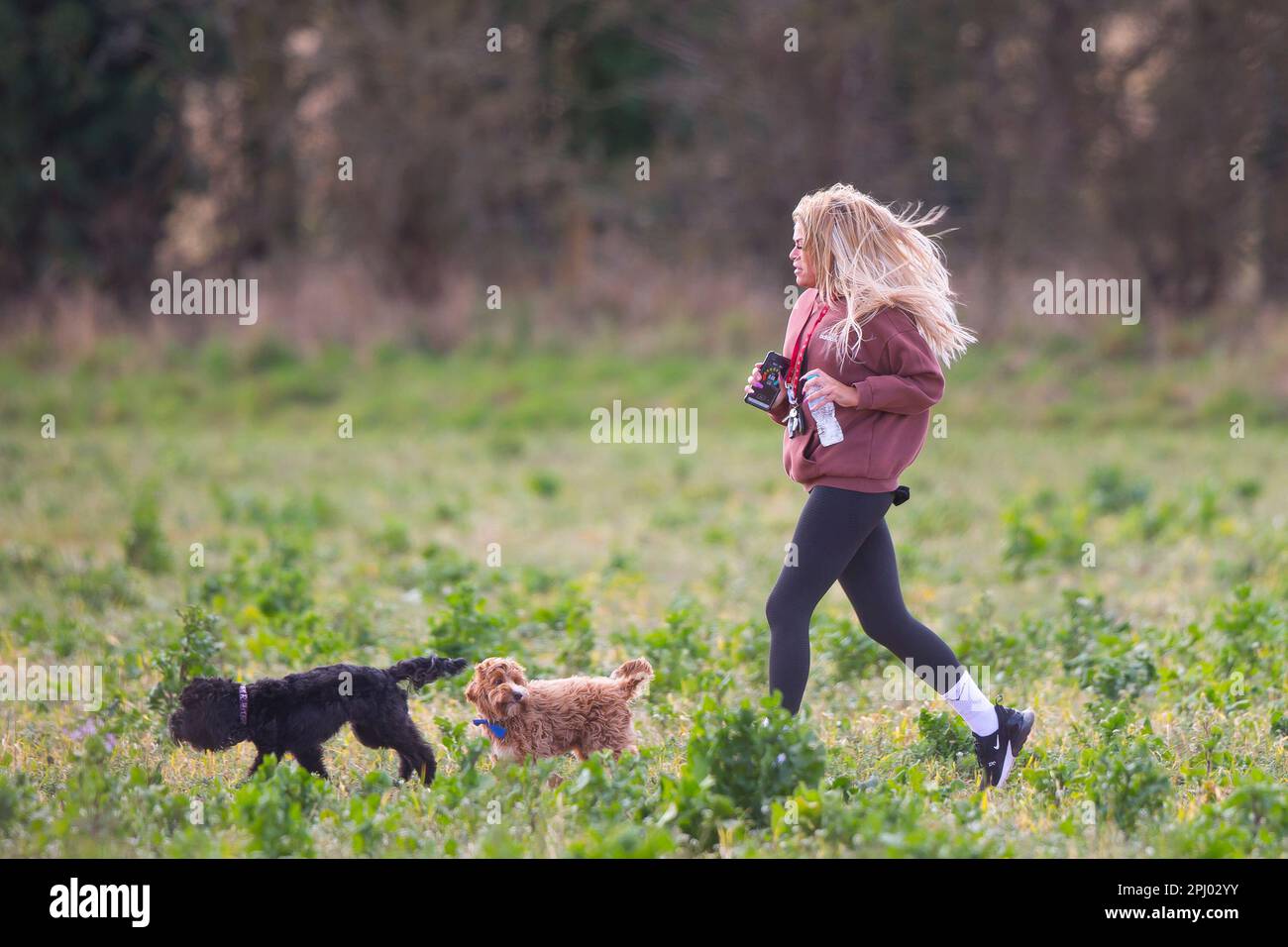 Female runner with her two dogs out in the UK countryside, enjoying the ... Female runner with her two dogs out in the UK countryside, enjoying the ...