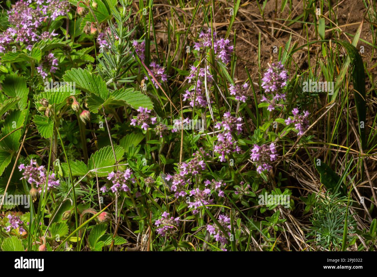 Blossoming fragrant Thymus serpyllum, Breckland wild thyme, creeping ...