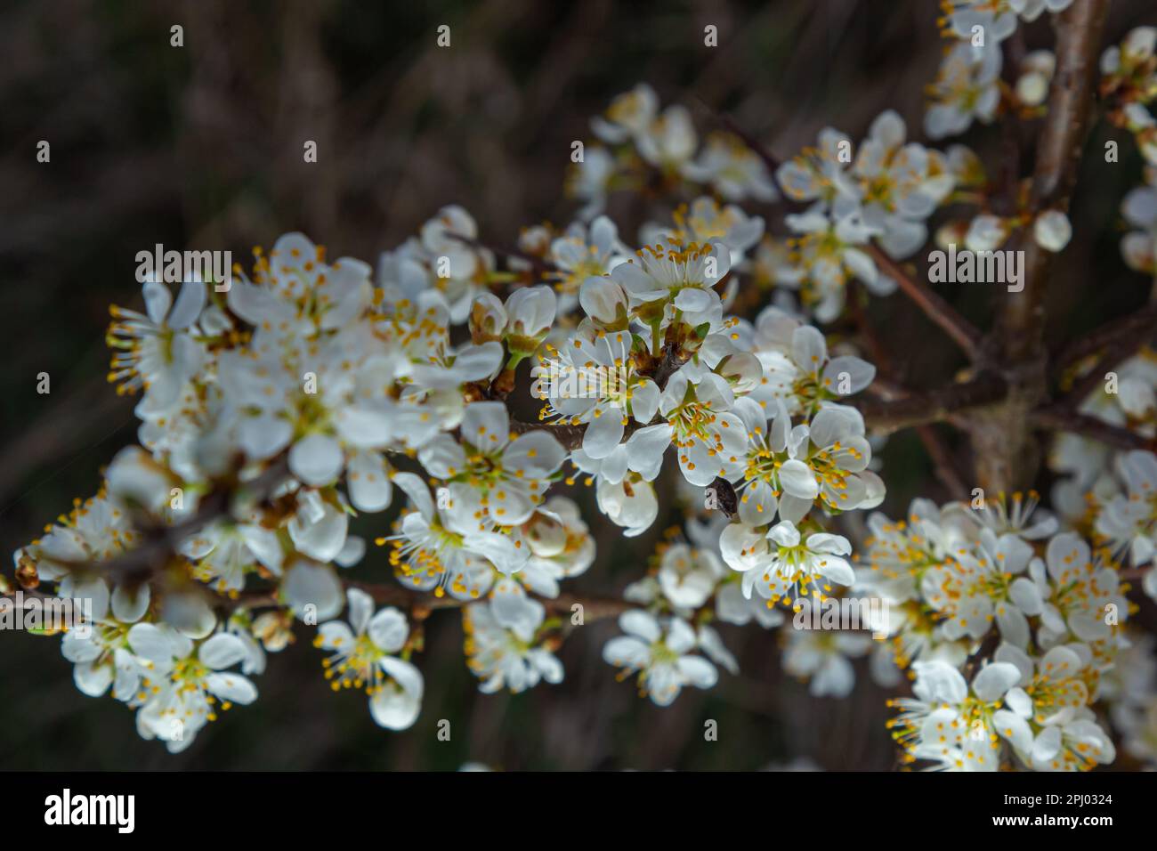 Prunus spinosa, called blackthorn or sloe, is a species of flowering ...