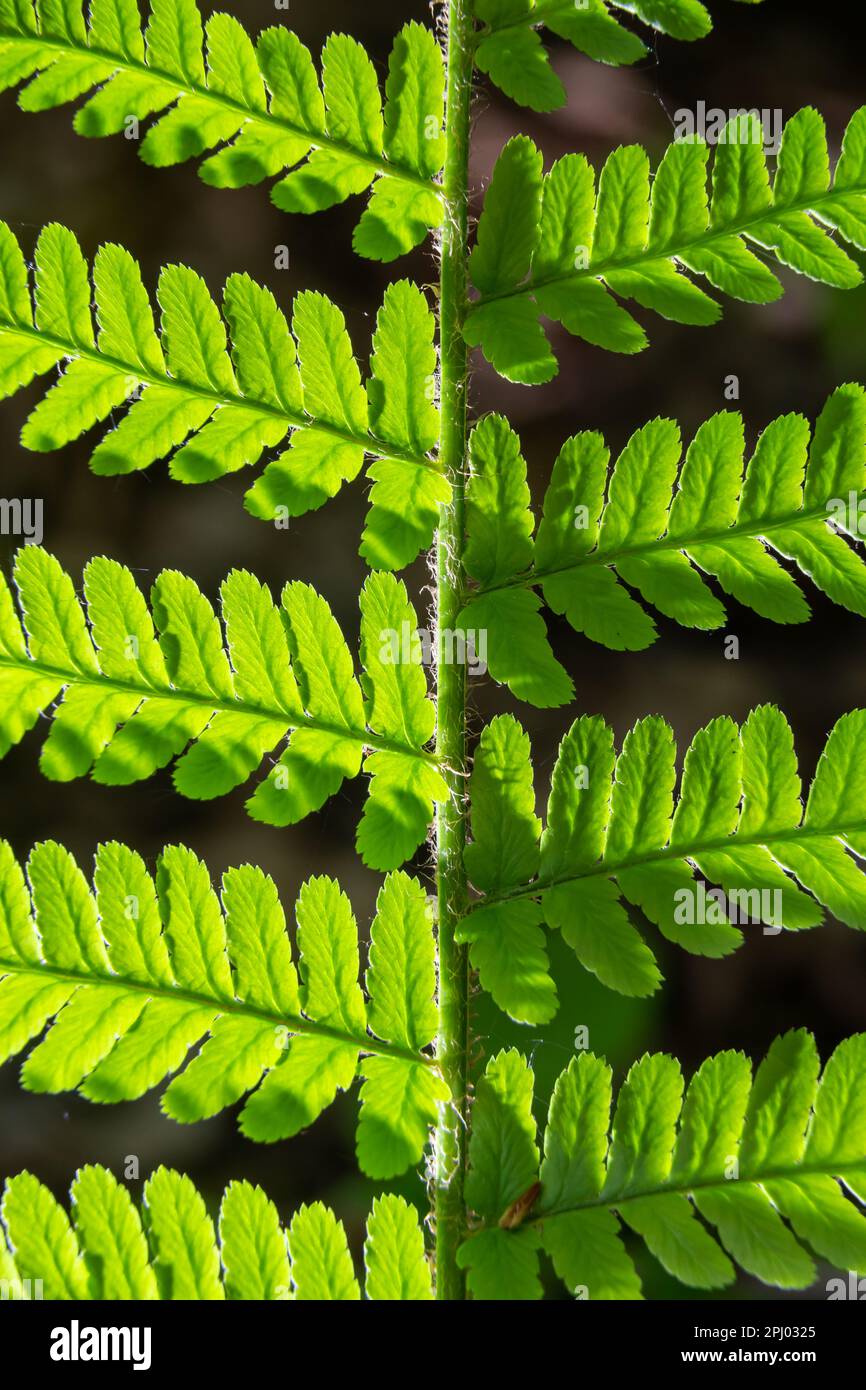 Vascular Seed Plants