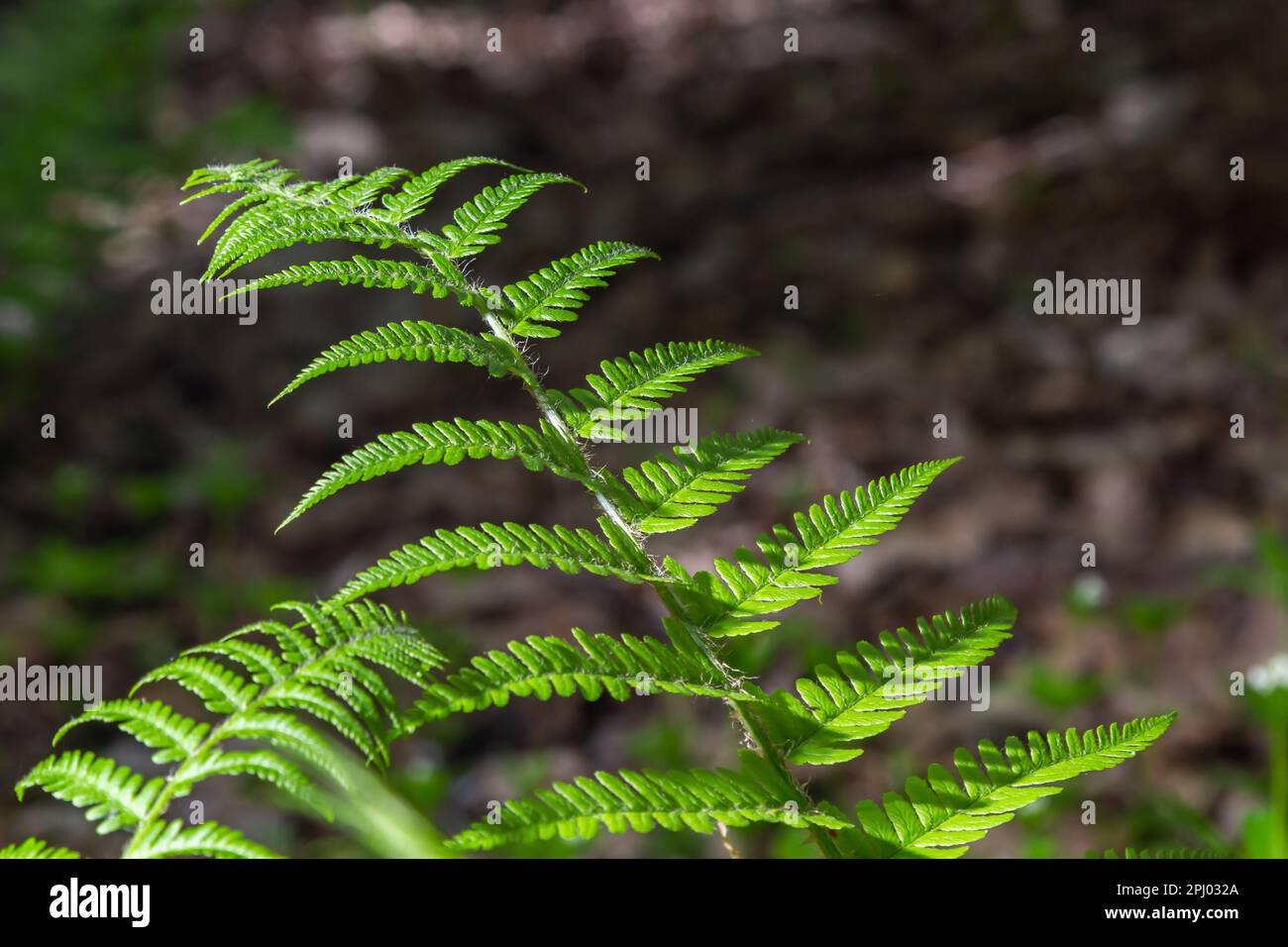 Fern is a member of a group of vascular plants that reproduce by spores ...