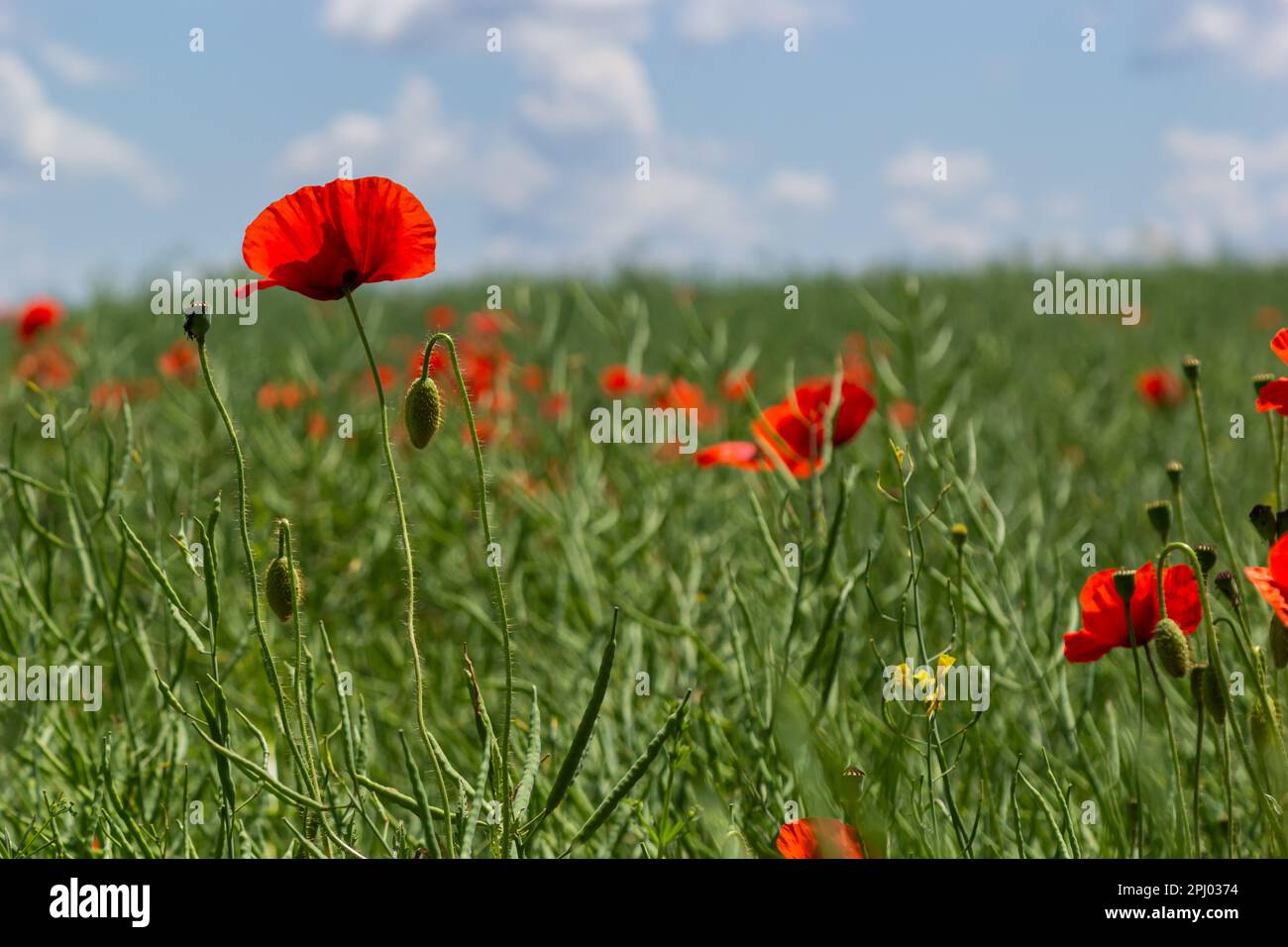 Common names for Papaver rhoeas include corn poppy, corn rose, field ...