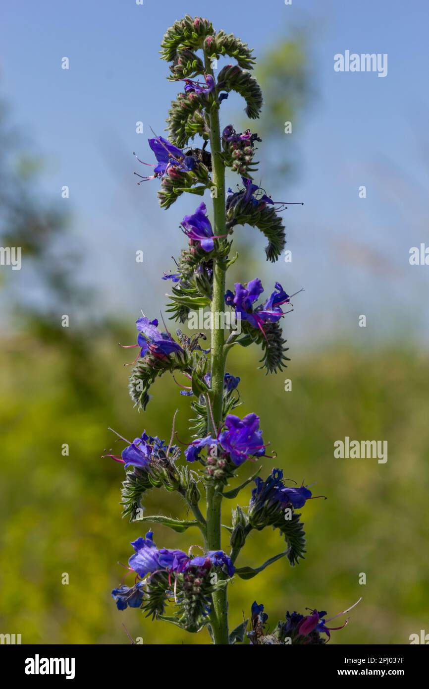 Blue melliferous flowers - Blueweed Echium vulgare. Viper's bugloss is ...