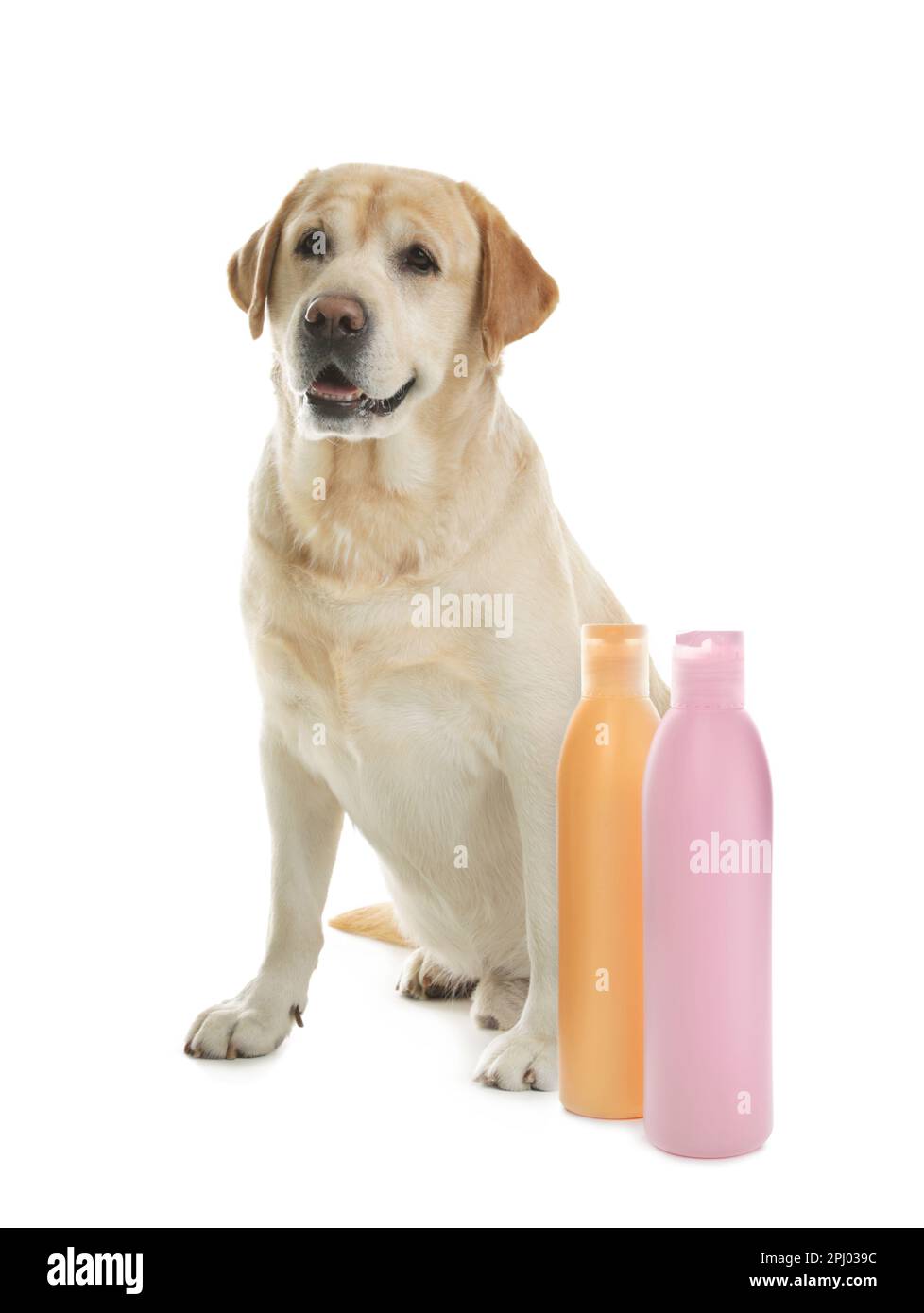 Cute labrador retriever and bottles of dog shampoo on white background ...
