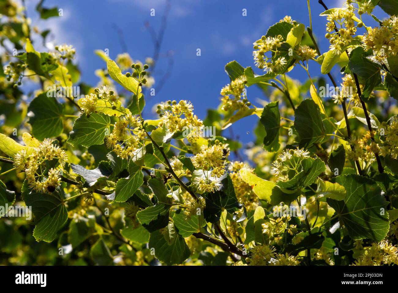 Linden tree flowers clusters tilia cordata, europea, small-leaved lime ...