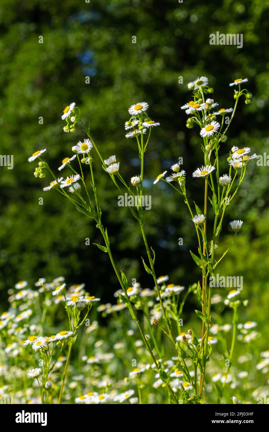 Annual fleabane Erigeron annuus, Daisy fleabane Eastern daisy fleabane ...
